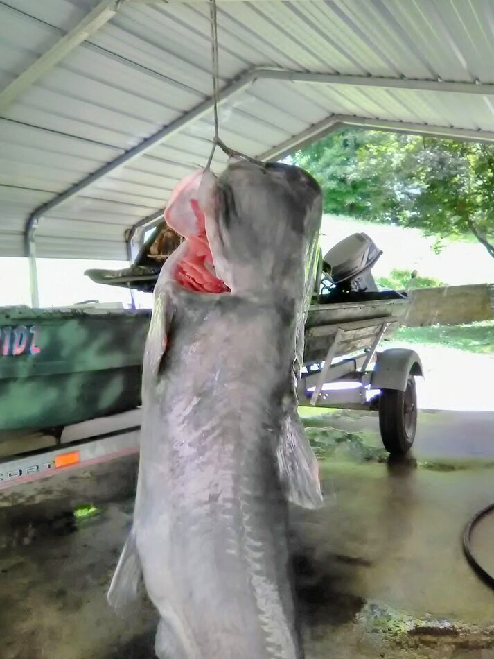 Caught this 59 lb Blue cat in the boils at Sequoia: Big blue...