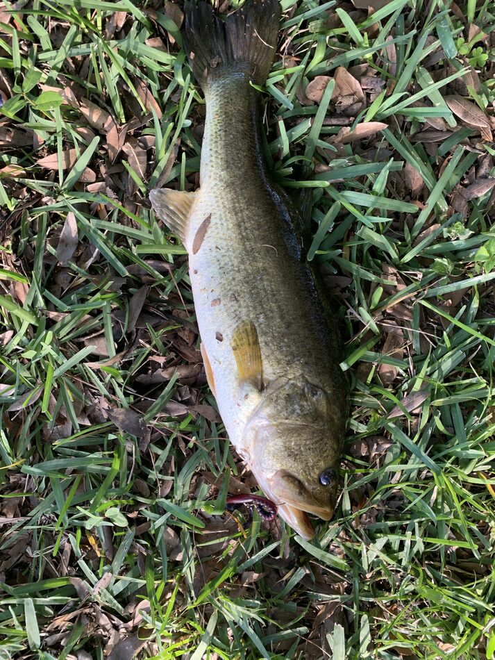 Bass caught while vacationing amongst PGA golfers: While staying on PGA ...