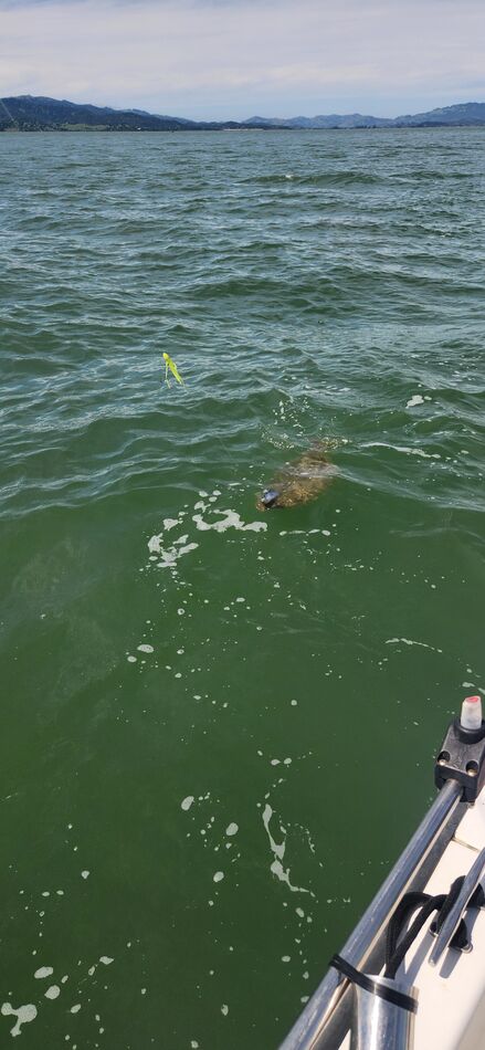 Bay halibut fishing: Last Thursday stuck 2 nice California halibut in ...