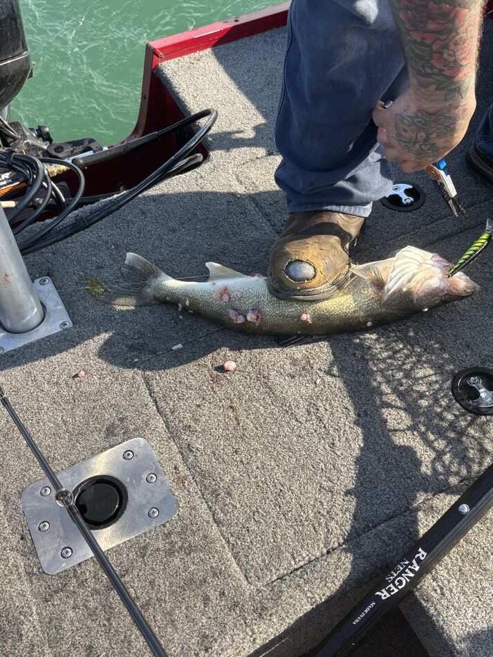 What is this on Lake Erie walleye: I caught a gross fish I had to put ...