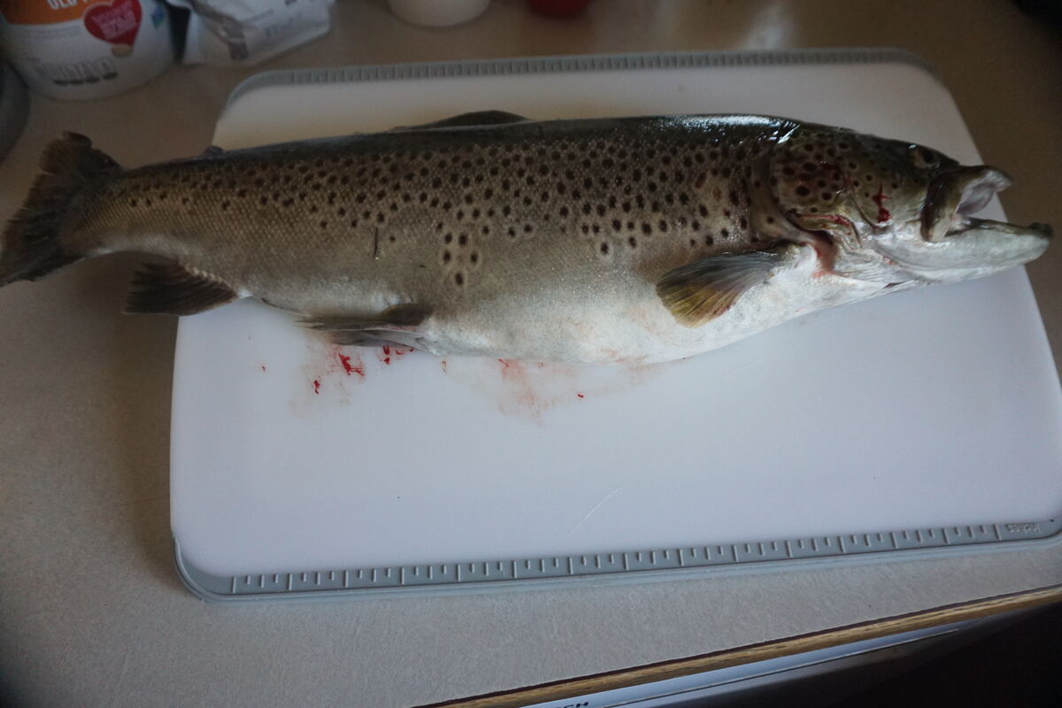 Great way to start the year: Fishing Jump off Joe Lake north of Spokane ...