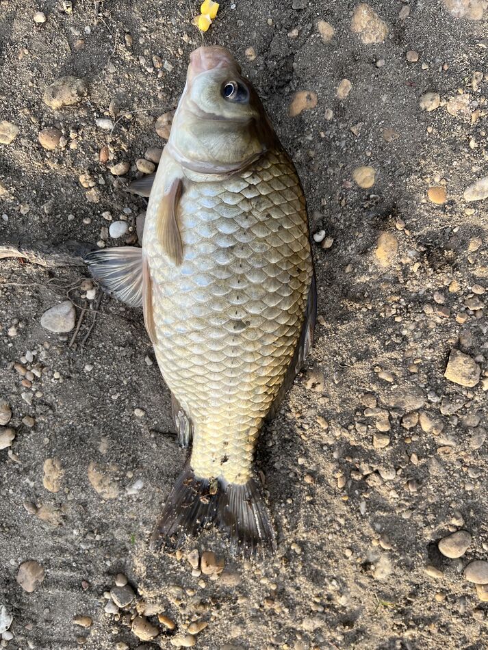 Caught 30 carp this year: Went carping in 78 degrees Robert G Martin ...