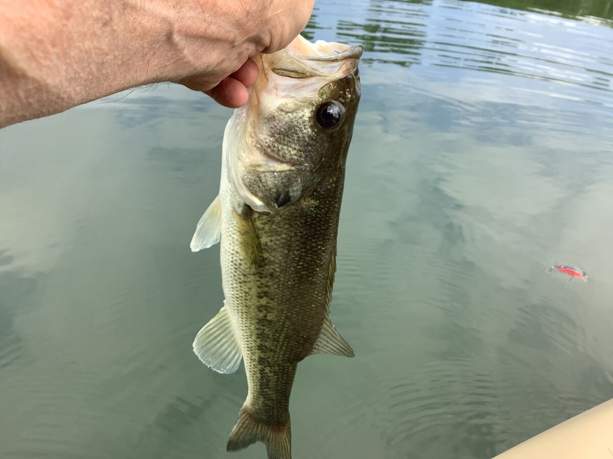 First fish of the year: Here is the first fish I have caught this year ...