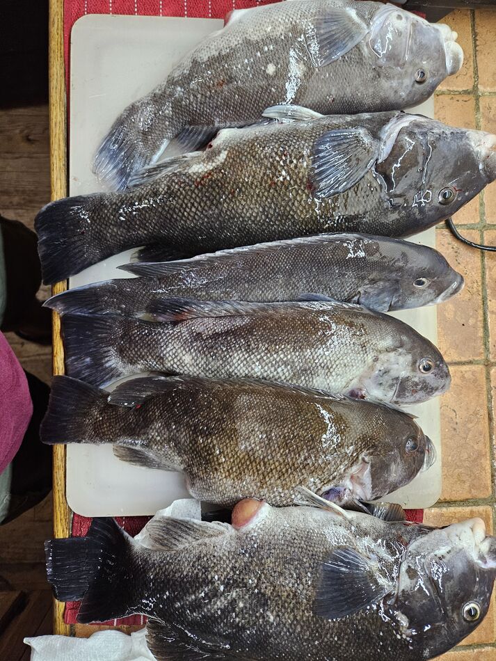 Tog fishing: Did some Tog fishing the last few weeks. Dunno if we'll ...