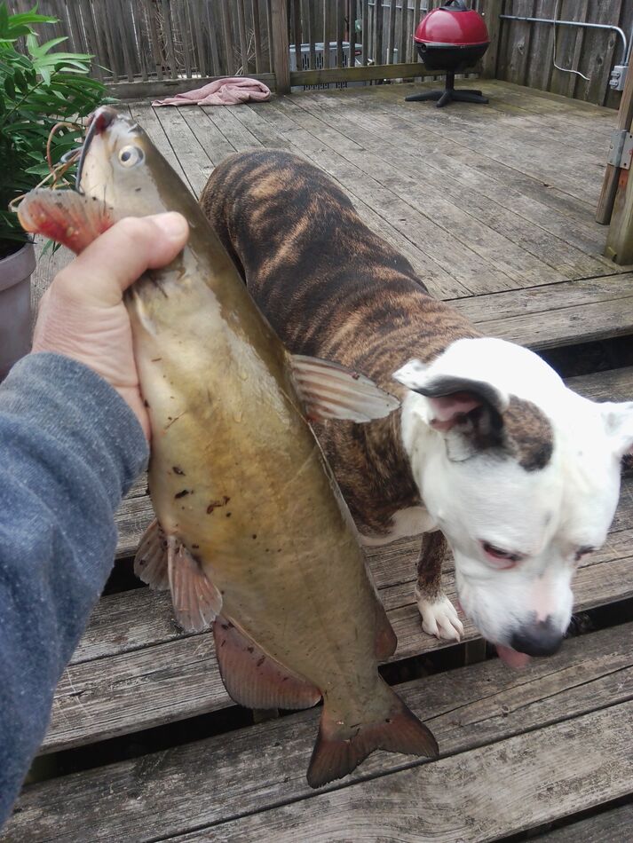 First fish of the day: Dog was more excited than me...