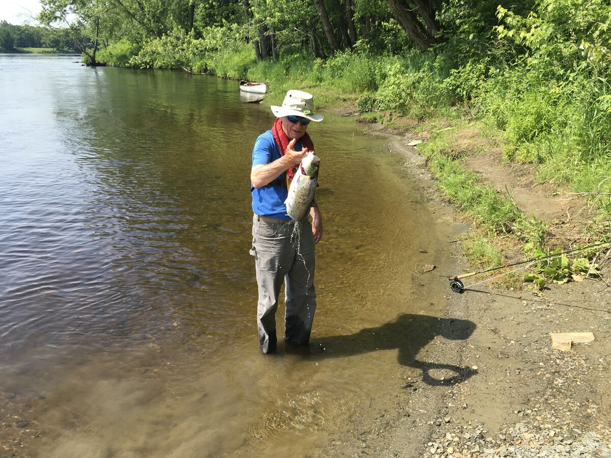 Shad fishing: Shad fishing below Lockwood dam...