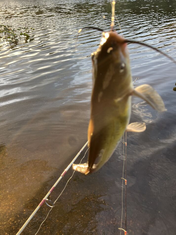 Lake channel catfish: Went carping in 75 degrees Carnegie Lake ...