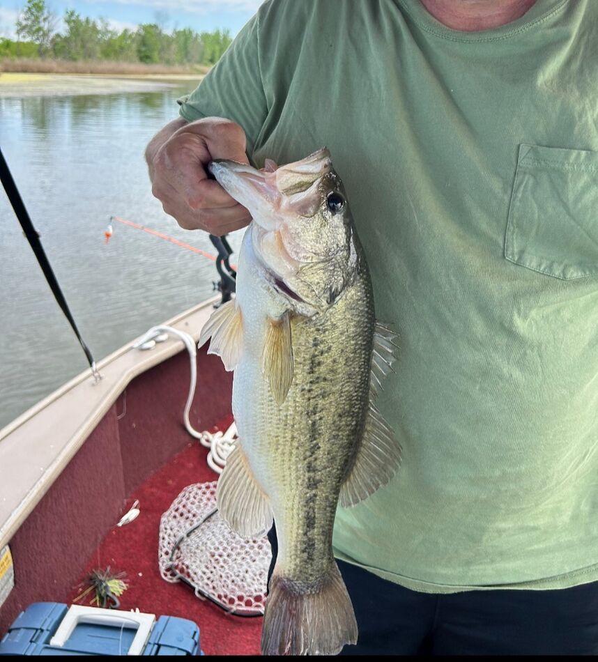 Blue Grass FWA: 3.8 lbs. Warrick Co. IN...