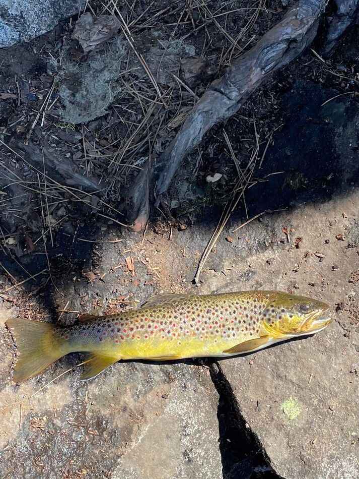 Fuller Lake Trout: 7/2/2024 Fuller Lake, caught on a nightcrawler about ...