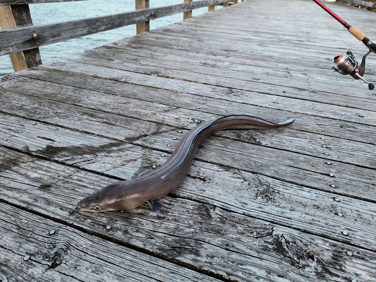 European Conger: Caught on the fishing dock at Bay Creek Park. Locals ...