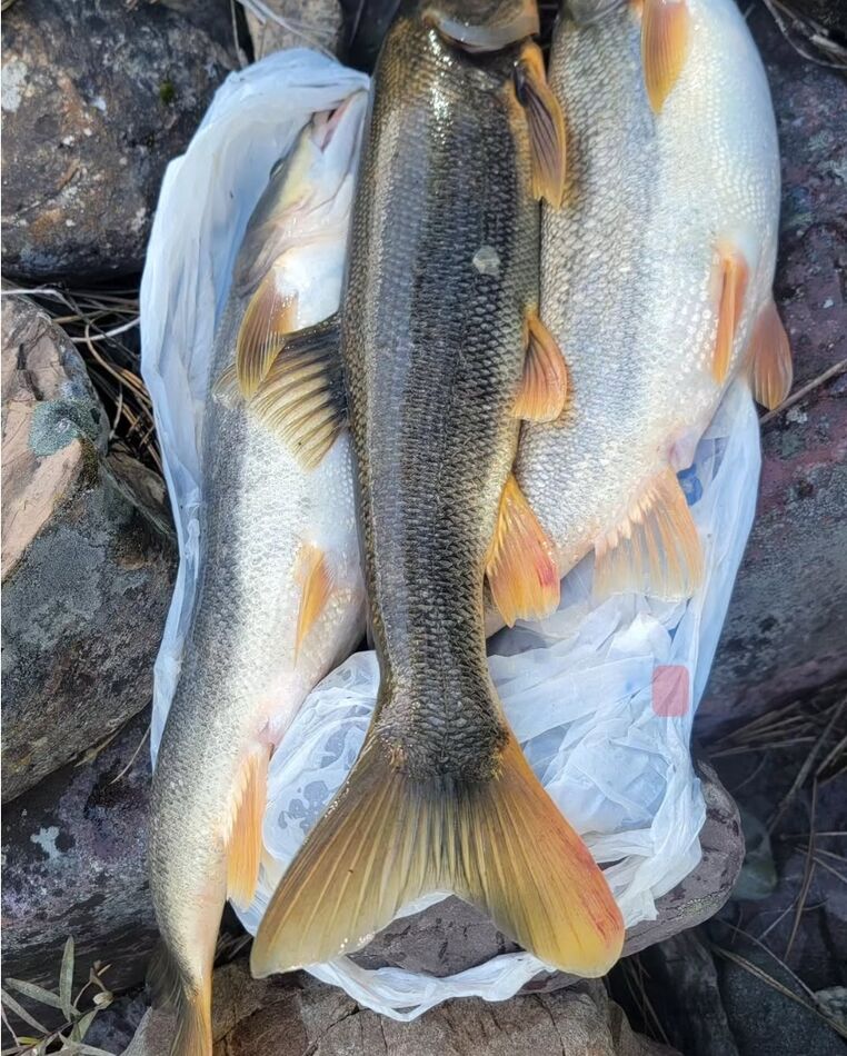 Pike minnow ,Columbia river,WA: Pike minnow from Columbia river ...