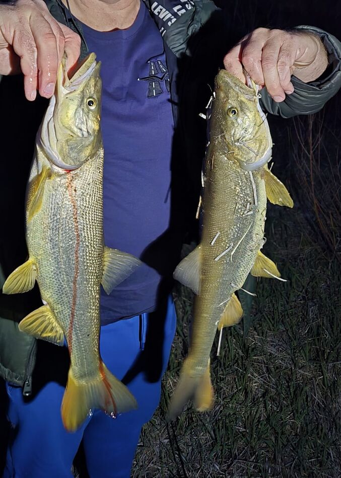 Pike minnow ,Columbia river,WA: Pike minnow from Columbia river ...