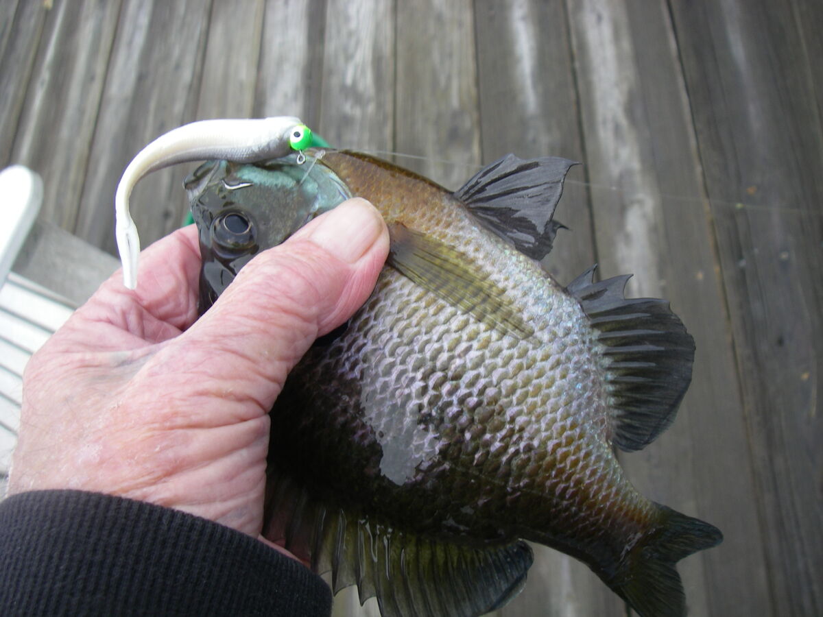 5/29/25 Good Pan Fishing: 5/29/25 I fished until 8:00AM. The pan fish ...