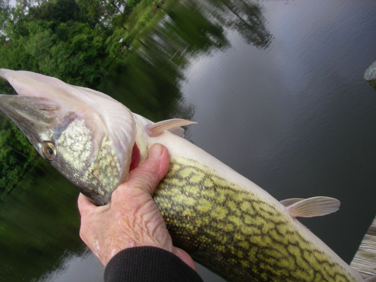 5/29/25 Good Pan Fishing: 5/29/25 I fished until 8:00AM. The pan fish ...