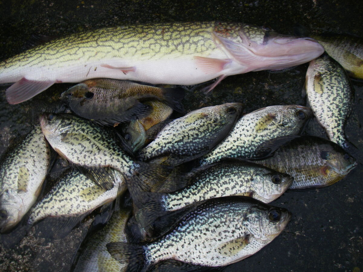 5/29/25 Good Pan Fishing: 5/29/25 I fished until 8:00AM. The pan fish ...