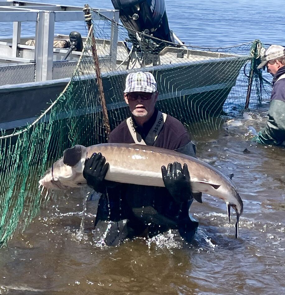 A big haul: I watched them pull in the carp seining net the other day ...