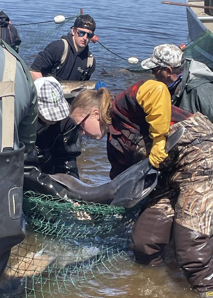 A big haul: I watched them pull in the carp seining net the other day ...