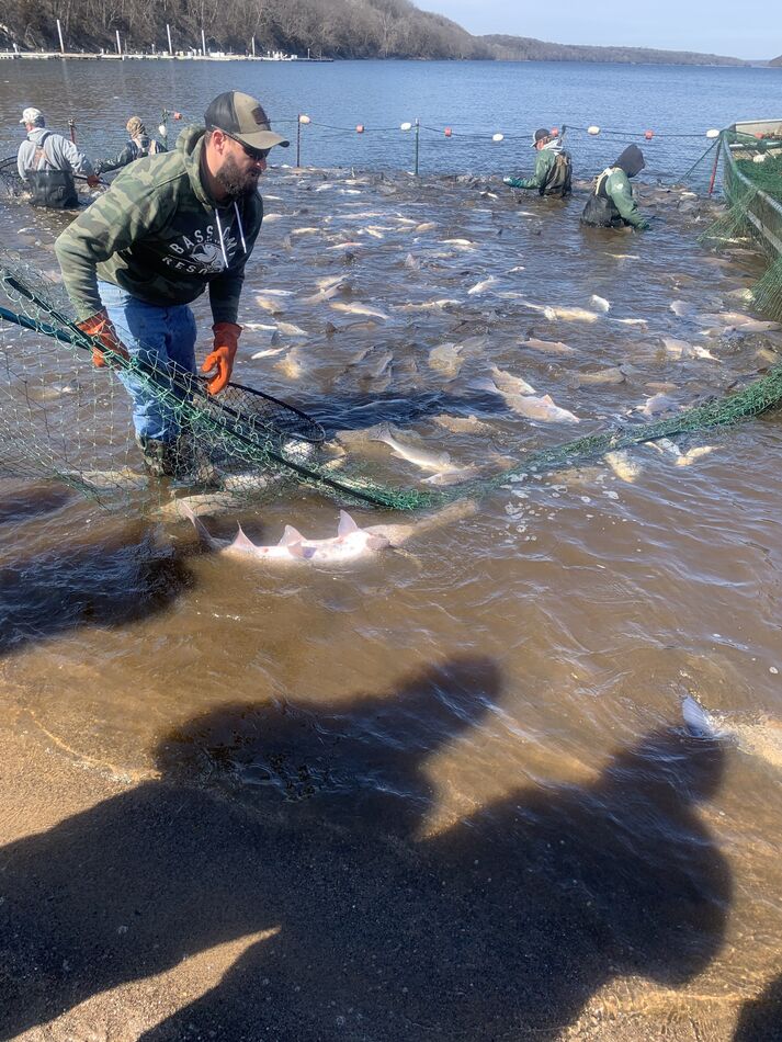 A big haul: I watched them pull in the carp seining net the other day ...