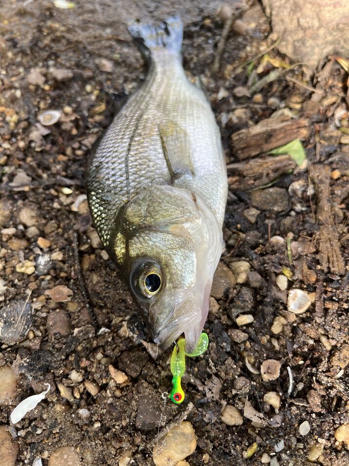 Made 2 bad fishing 🎣 trips in 1 day again: youtube.com/shorts ...