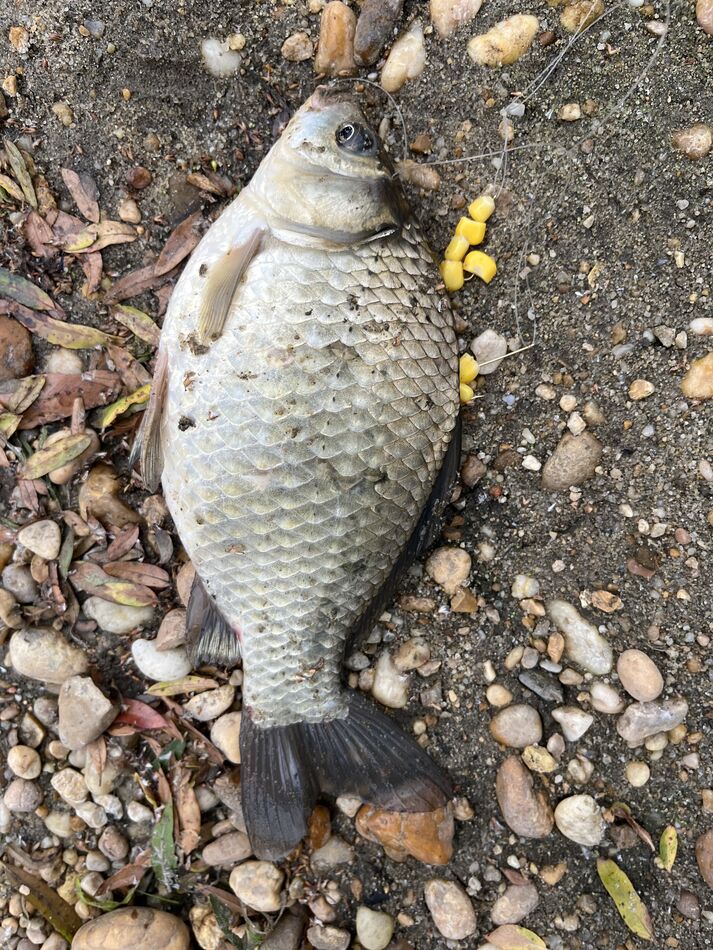 I caught a feral goldfish with corn 🌽 bait: Went carping in 74.6 ...