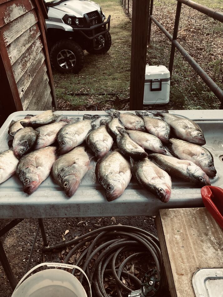 Crappie today: Good morning on 1/32 chartuse hair jig wright patman ...
