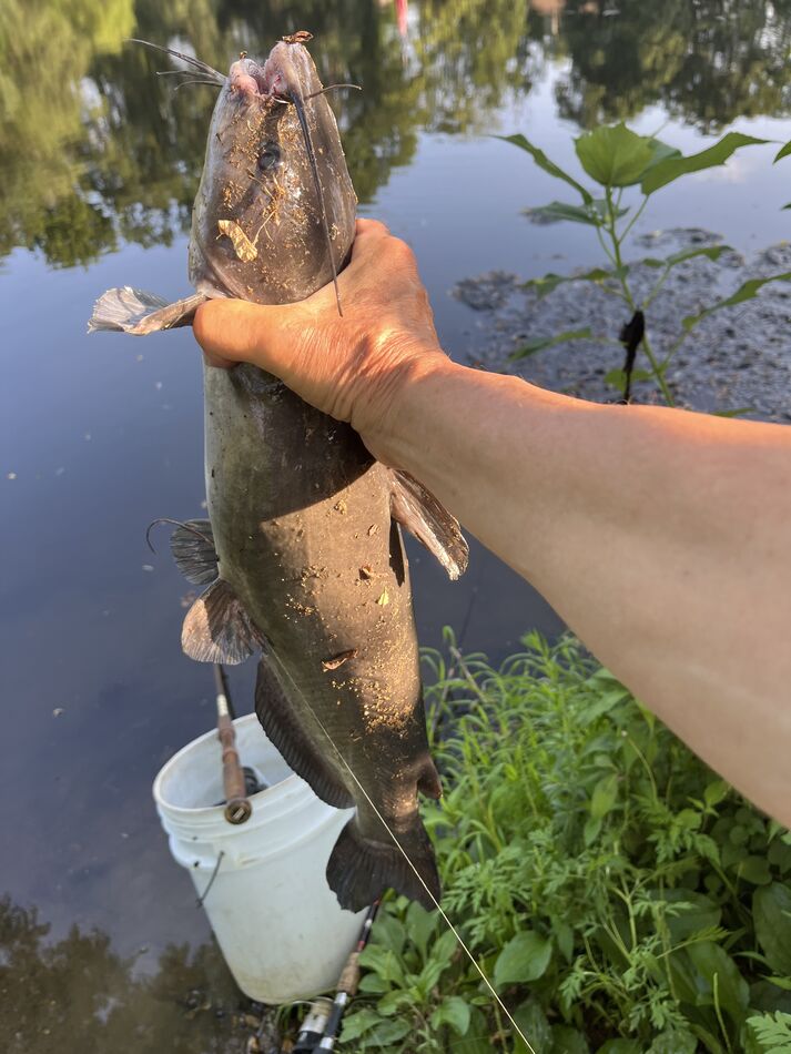 23” corn meal catfish: Went fishing 🎣 in 82.4 degrees Gropp’s Lake ...
