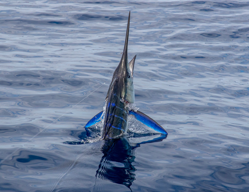 Catching His First Marlin: Got this story from Anglers Journal. Great ...