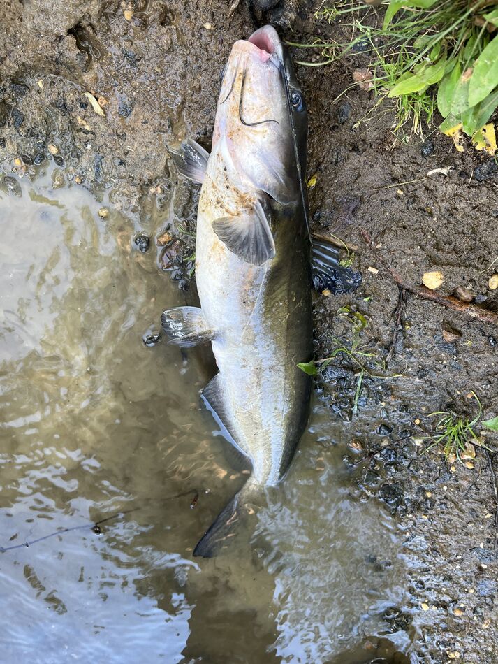 Caught 2 21” channel catfish in a lake: Went fishing 🎣 in 81.5 degrees ...