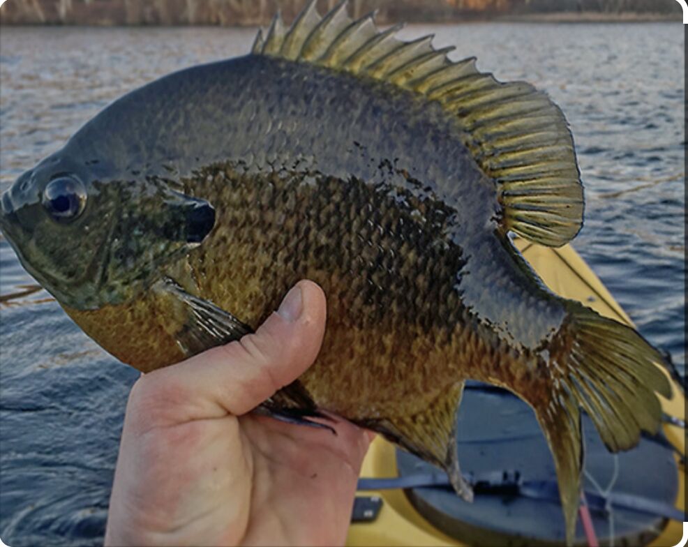 The Blue Gill I caught a few months ago: I was using a treble hook on a ...