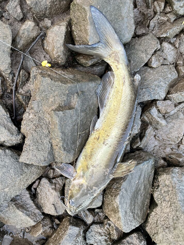 Tidal Delaware River corn 🌽 channel catfish: Went fishing 🎣 in the 71.7 ...