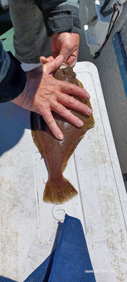 Sand Dabs and Sole: It has finally gotten warm enough for the sand dabs ...