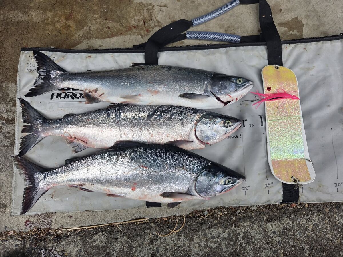 Area 10 Pink Salmon Fishing 2025: Out on a beautiful morning to try for ...