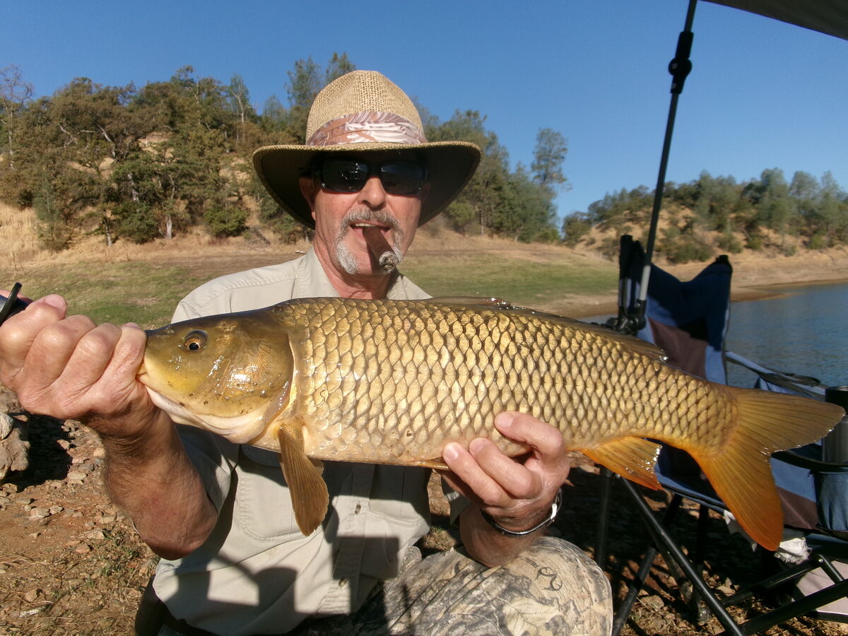 Cats and Carp Today: Another good day sitting on the bank, 2 lb ...