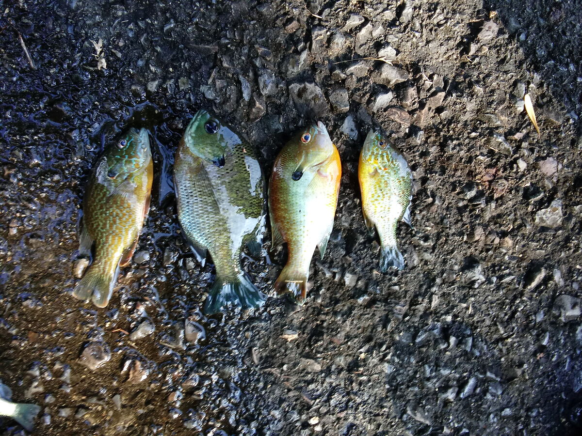 5.3 # Bass Caught on " Frogman " Lure (Page 4): In NJ there is green ...