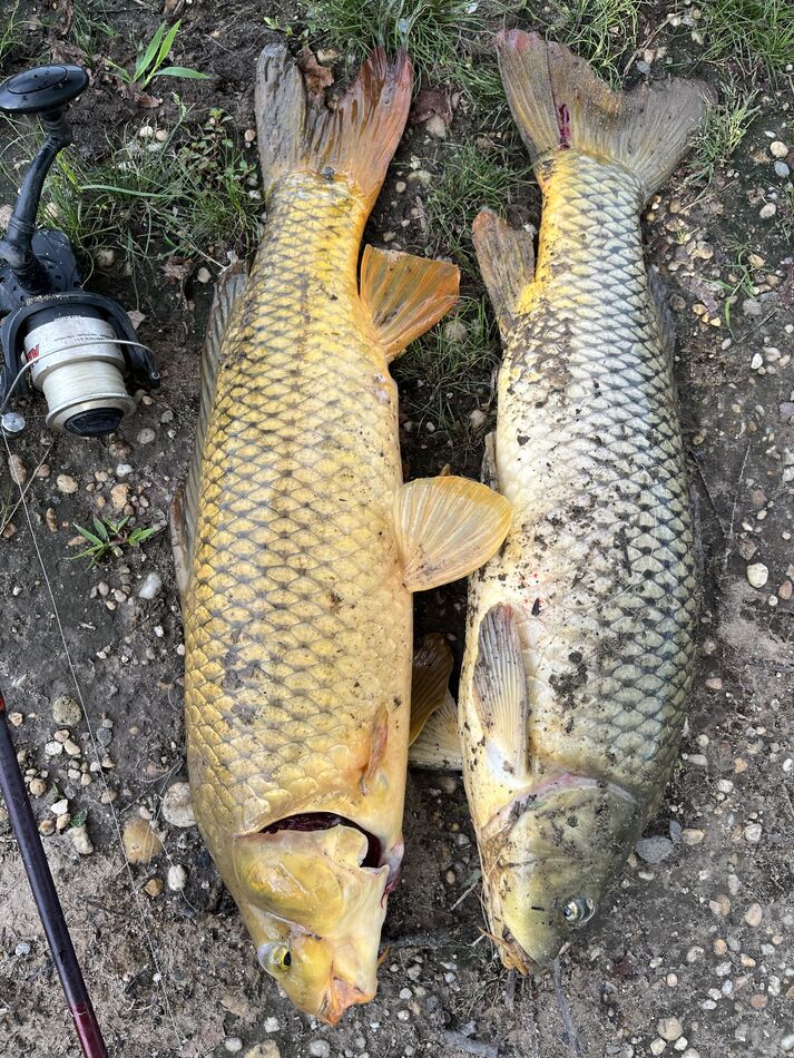 14.5 lbs: After my $9.95 Shimano R2000 spinning reel seized up, I ...