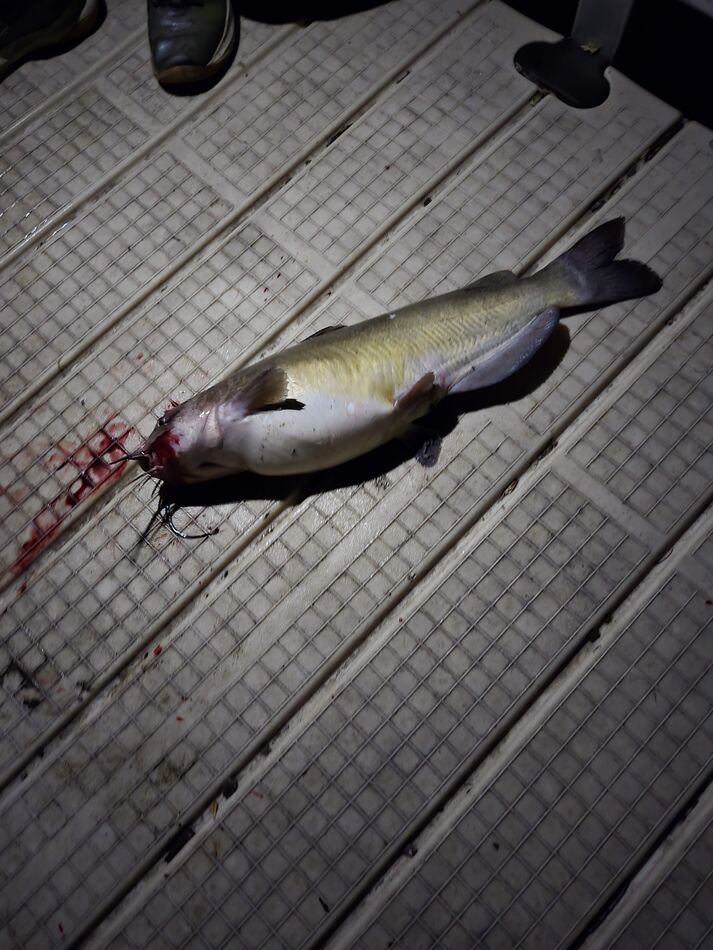 Catfishing: Its a chunky one. 10lbs. Fun to catch and release...