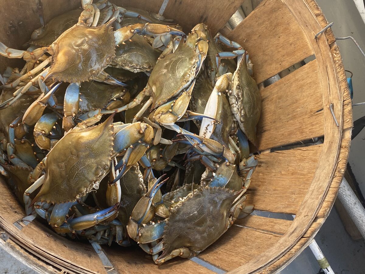 Saturday morning crabbing: In the water at 5:45 AM out by 8:30! Nice ...