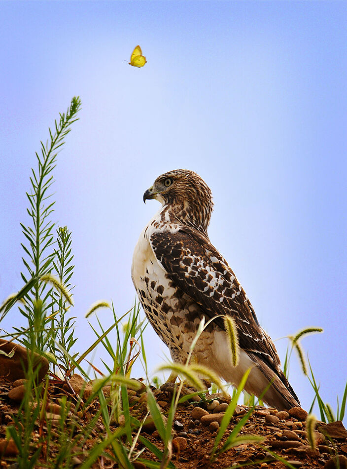 Photo of the Day # 524: Just lucky to catch a hawk thinking of ...