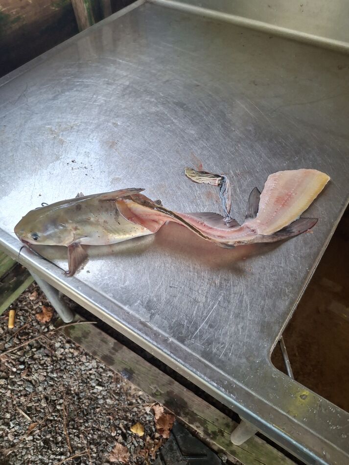 Back at Lake Marion: Kathy and I are staying in a cabin on Lake Marion ...