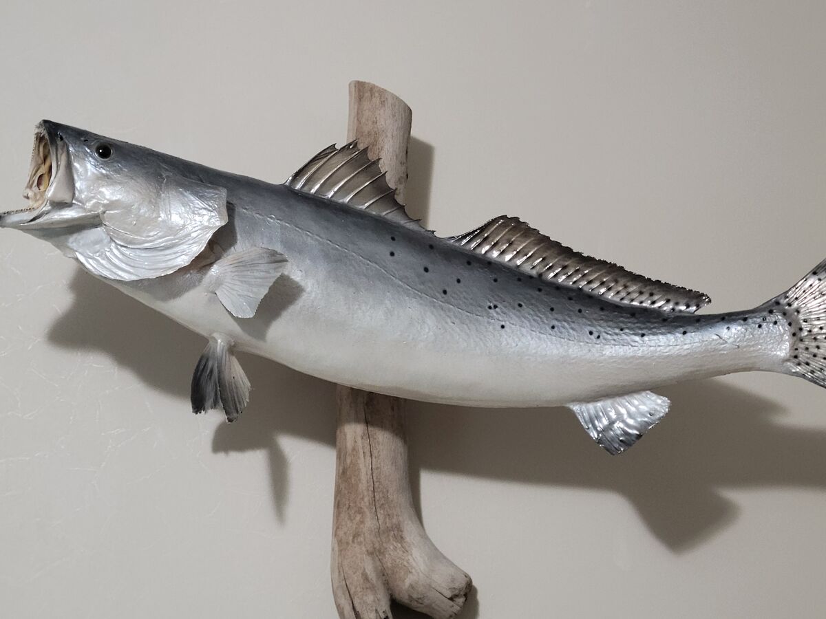 Trout that fell 3 lbs. short of winning 1994 STAR Upper Coast: I caught ...