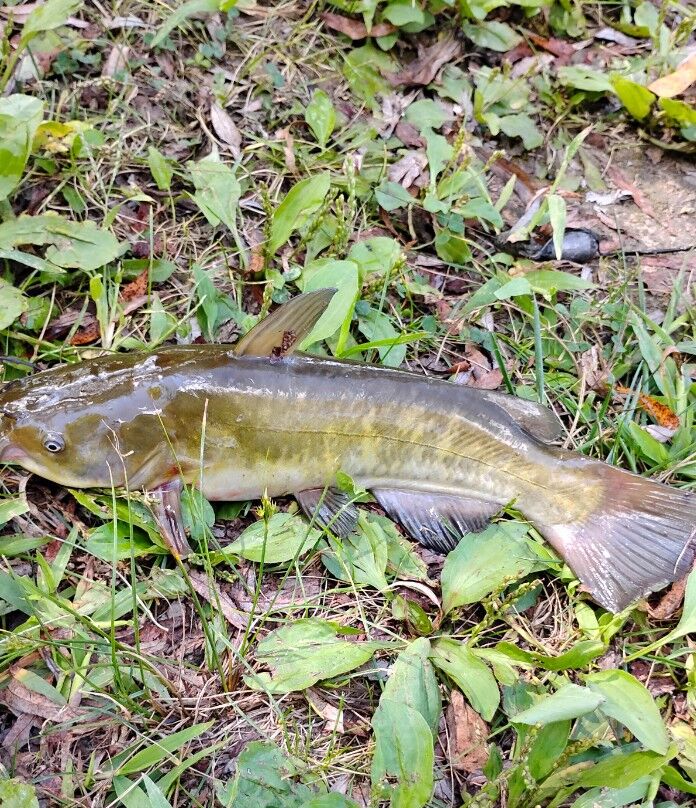 North Fauquier Community Park: I went to a place to fish that I had ...