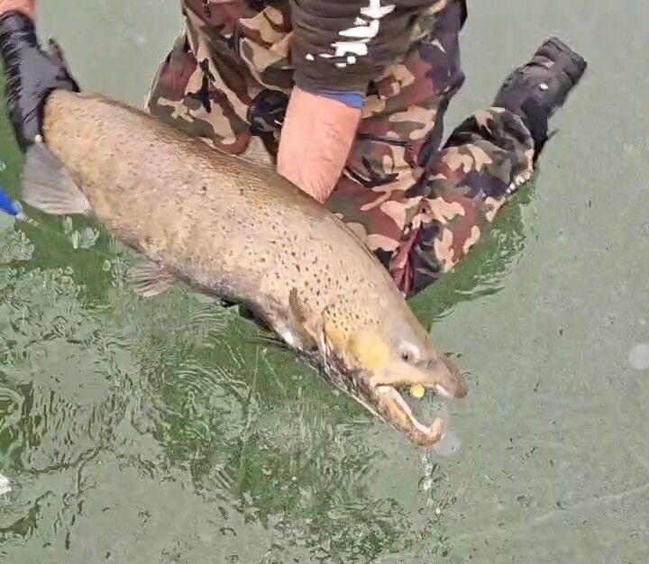 Houghton Lake Michigan: Biggest Brown trout caught thru the ice ...