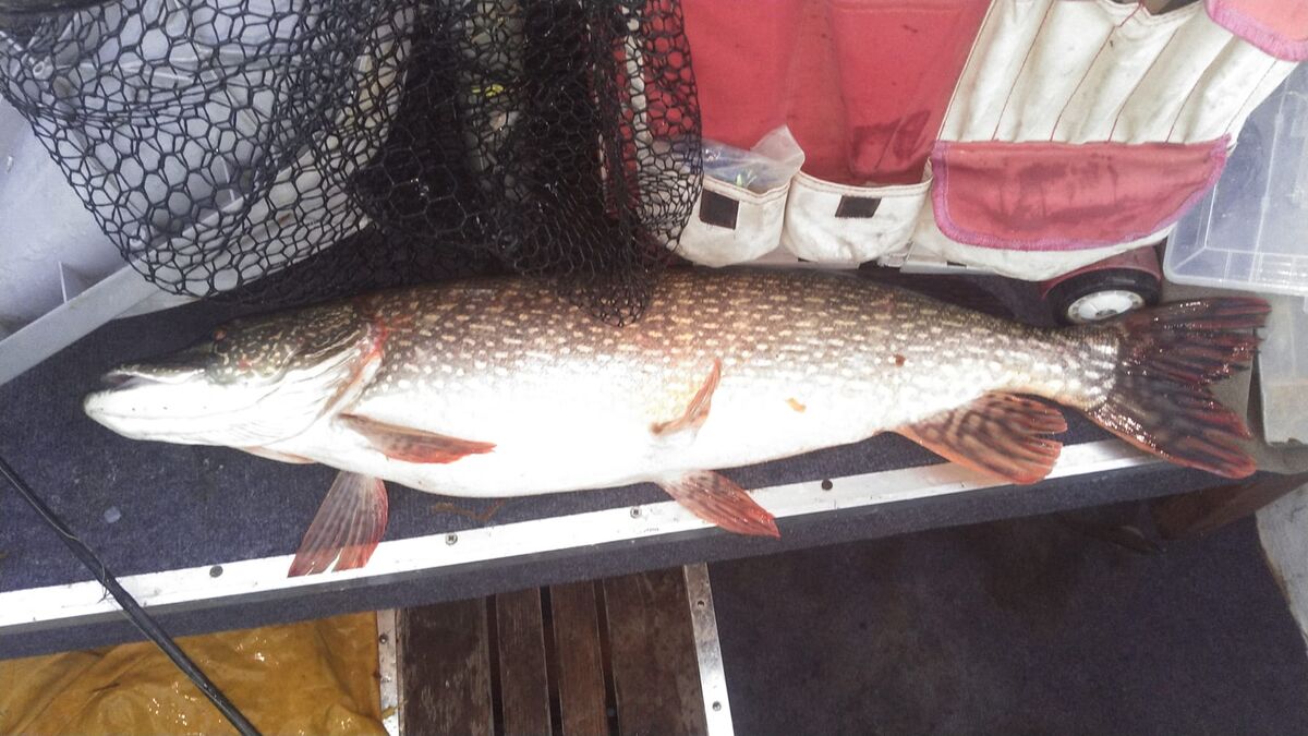 In Pursuit of Trophy Pike: Pike, especially really big trophy Northern ...