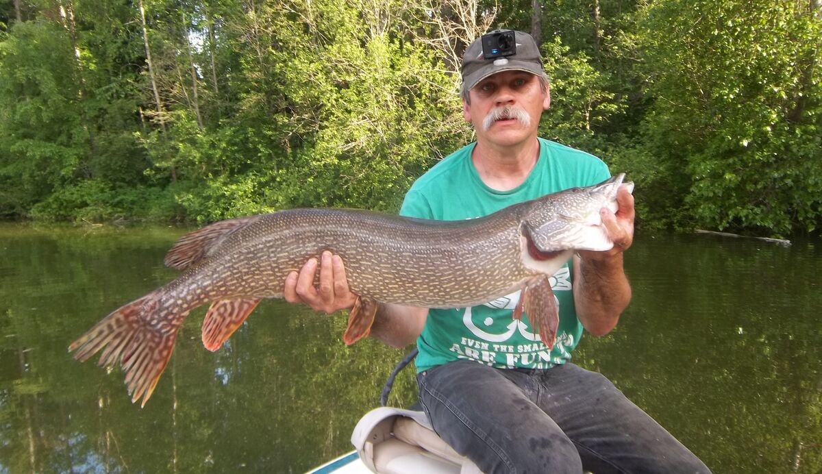 In Pursuit of Trophy Pike: Pike, especially really big trophy Northern ...