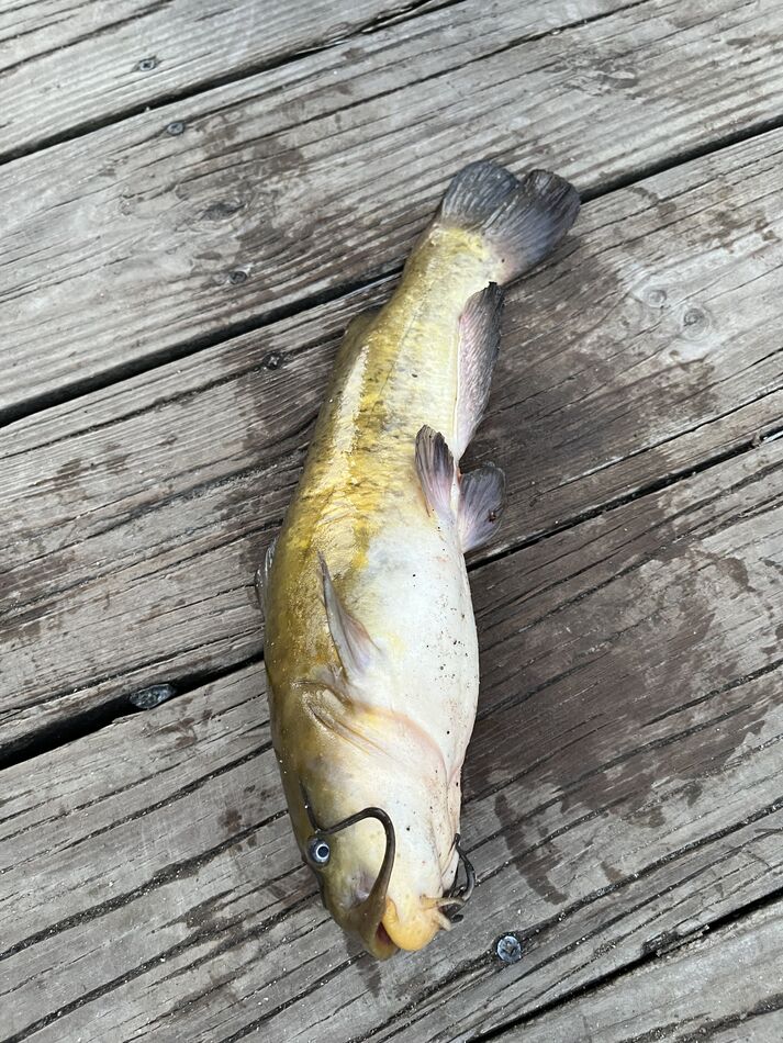 First 2026 catfish: Went fishing 🎣 in 42.8 degrees Carnegie Lake this ...