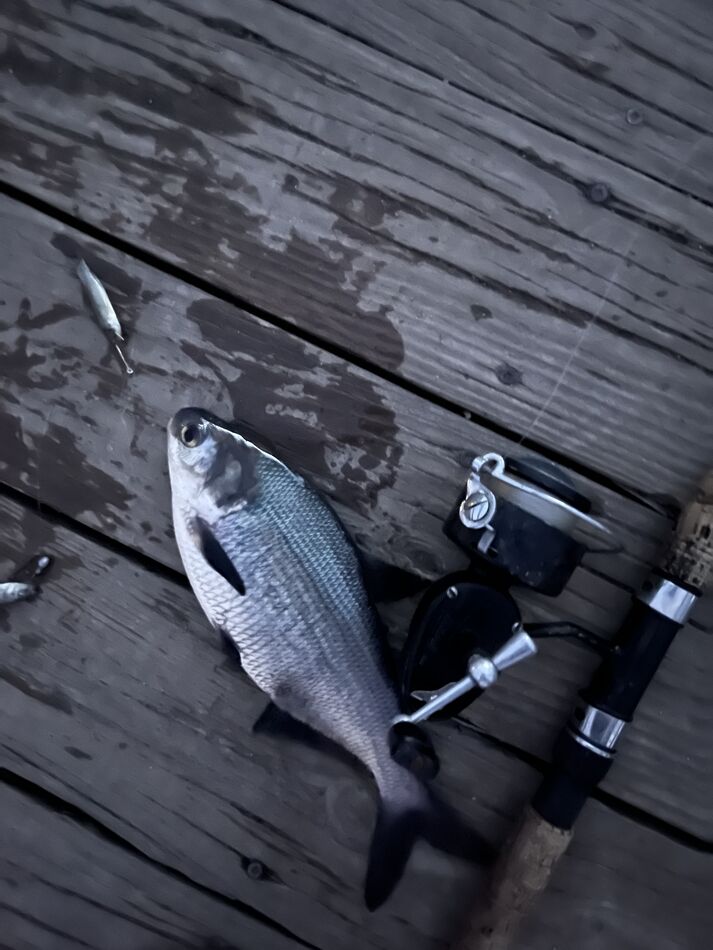 Caught a shad on a minnow at night: Went fishing 🎣 in 44 degrees ...