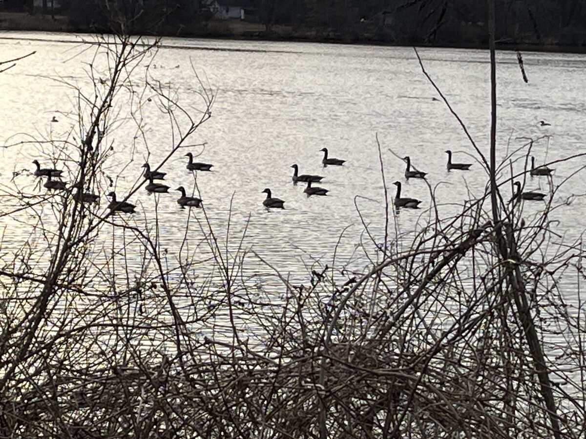 Caught a shad on a minnow at night: Went fishing 🎣 in 44 degrees ...