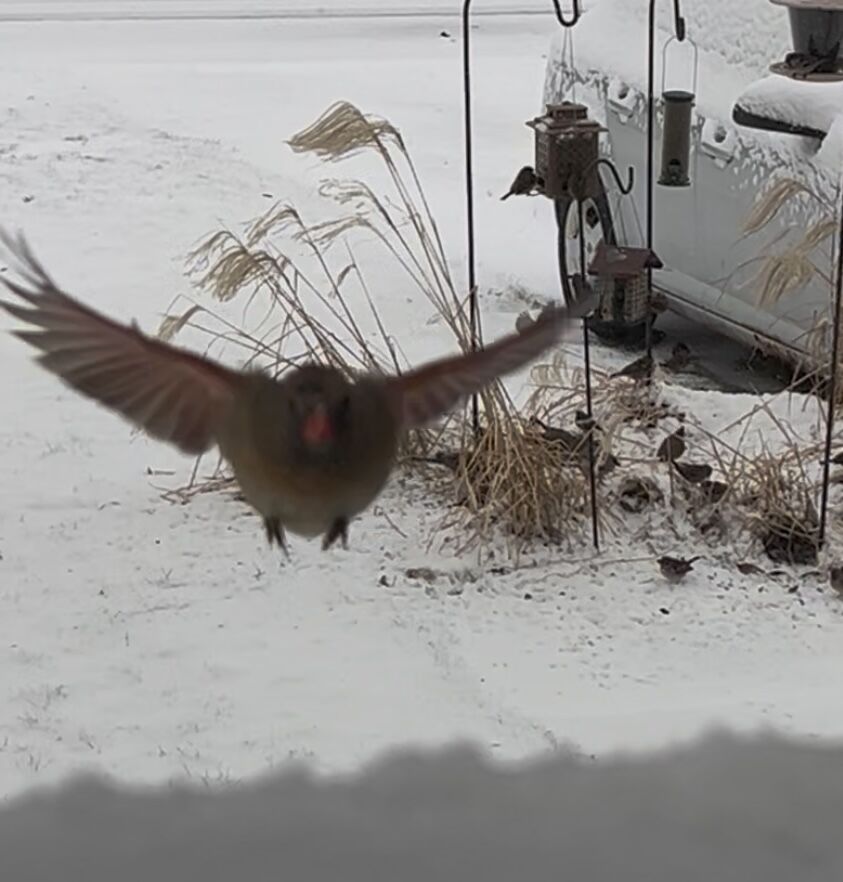 My winter entertainment: The bird feeder is my entertainment for the ...