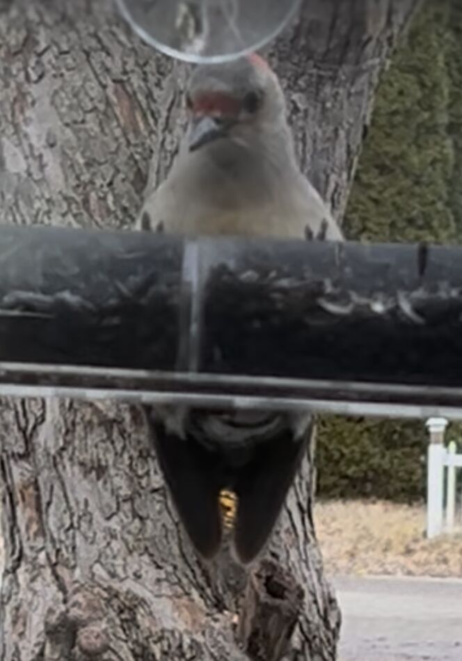 My winter entertainment: The bird feeder is my entertainment for the ...