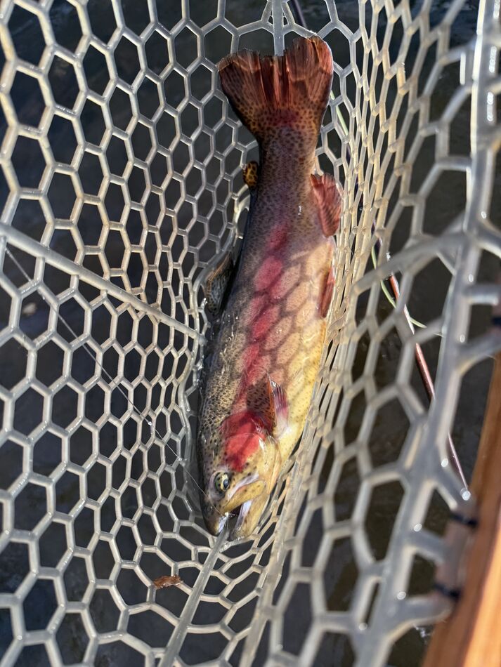 Winter trout: Got a few of these this week and a gigantic sucker on the ...